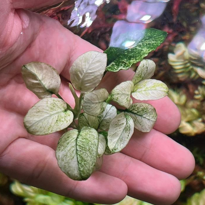 [Aquatic Plant] Anubias Nana Petite Japan Pinto White Small Mini Leaf ...
