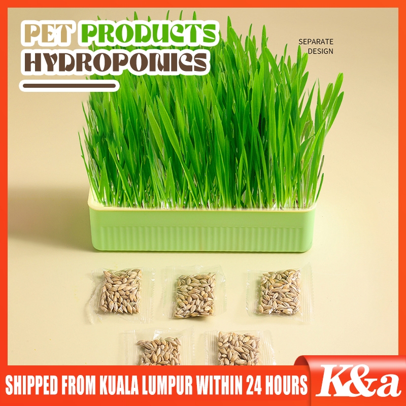 Self-Growing Rumput Kucing Tumbuh Sendiri Cat Organic Wheatgrass Seed ...
