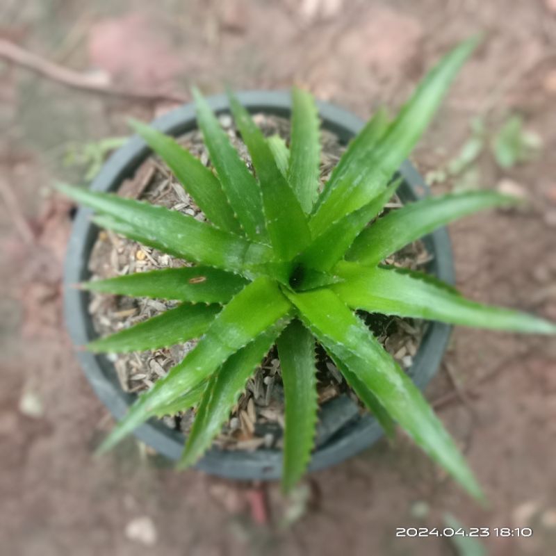 [MCUF] Nanas Batu pokok herba ubatan anak pokok hidup | Shopee Malaysia