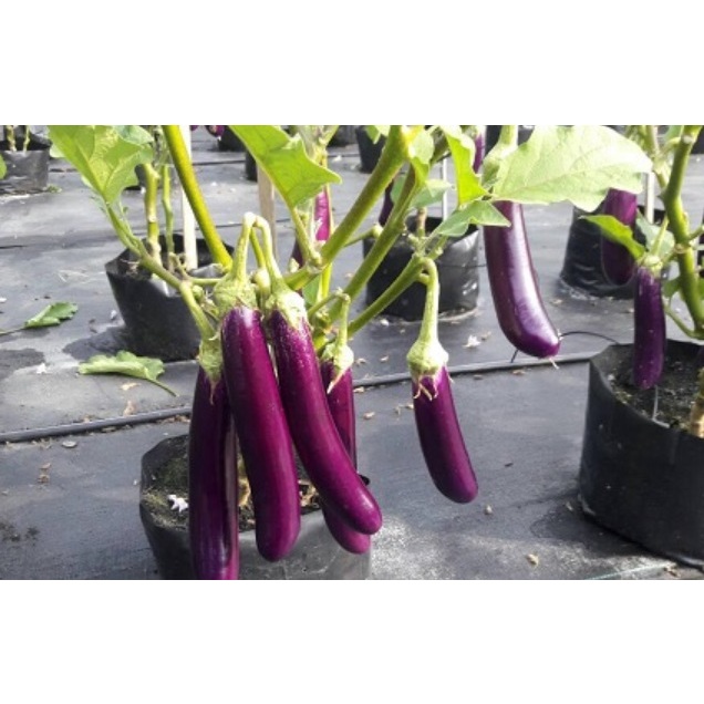 Benih terung mini Leckat Little Nyonya 313 F1 (REPACK) Eggplant 15 biji ...