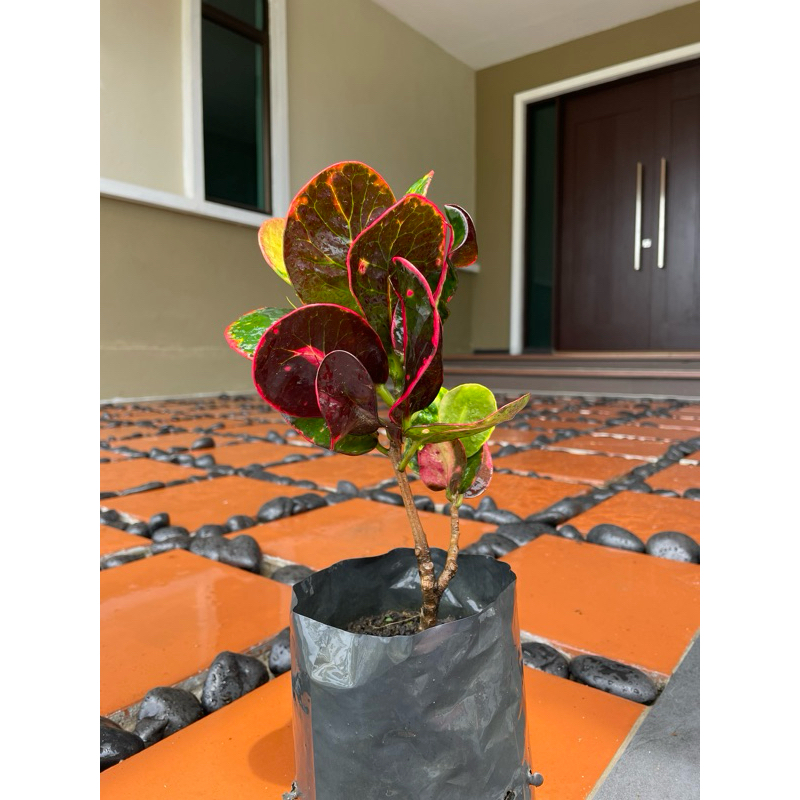 Pokok Bunga Puding Siam polybag | Shopee Malaysia