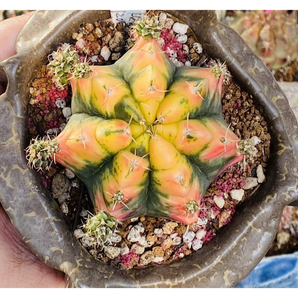 MOON LOVER ID CACTUS (OFFSETS WITH SHORT ROOTS) | Shopee Malaysia