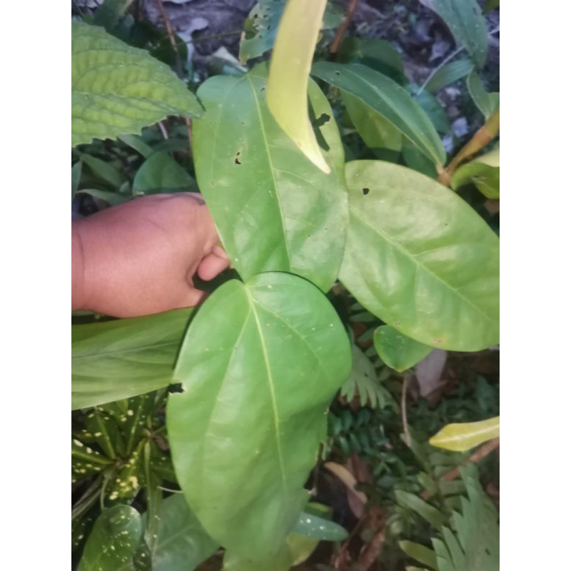Akar sekunyit,pokok sekunyit,akar kunyit,Fibraurea tinctoria,akar ...