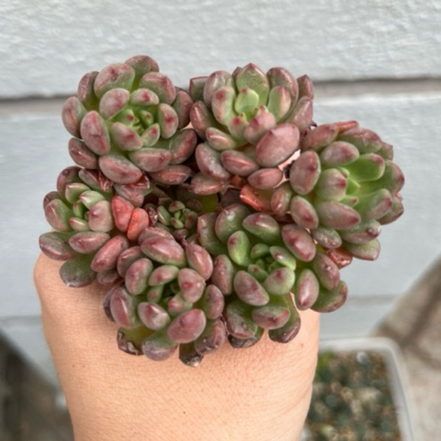 Succulent Sedeveria pink ruby 多肉植物红宝石 (一物一拍） | Shopee Malaysia