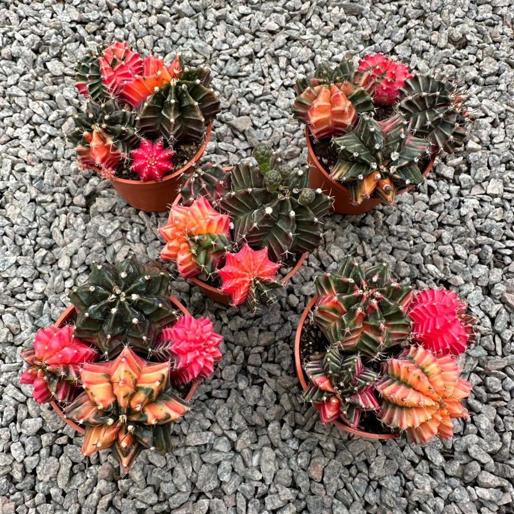 GPS Green Plant Society Live Cactus Gymnocalycium Mihanovichi 牡丹玉锦 仙人掌 ...