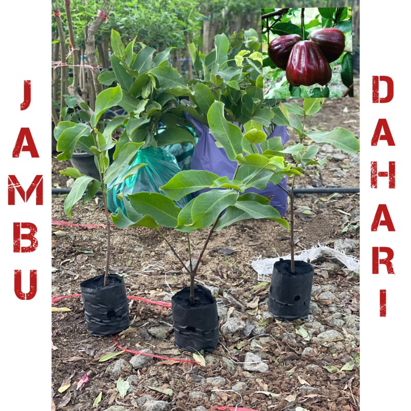 pokok jambu dalhari (hybrid) thai / jambu dalhari merah gelap thai ...