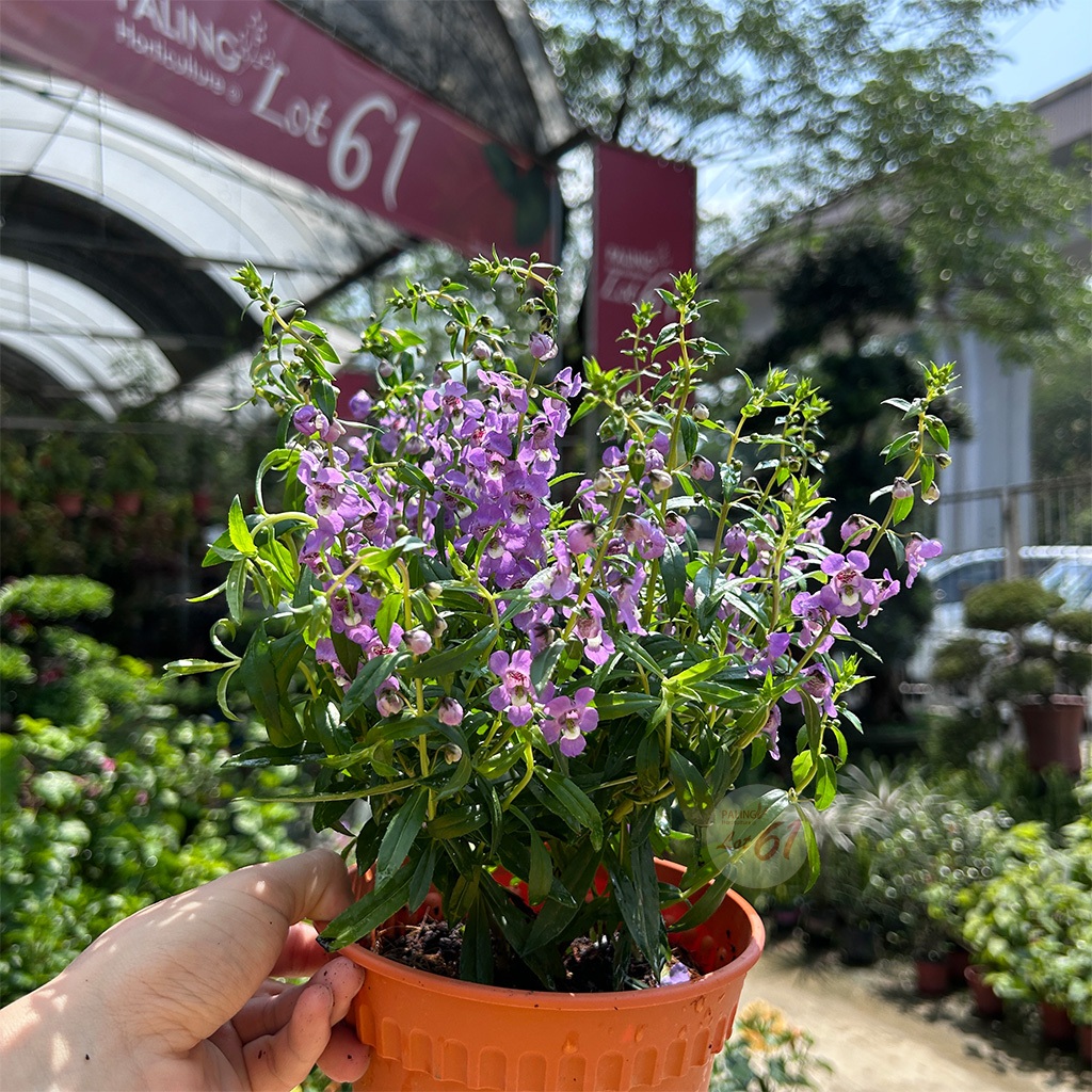 [Paling Horticulture Sdn Bhd] Angelonia Serenita / Pokok Bunga Satay ...