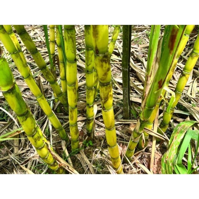 Keratan tebu kuning atau tebu Morris untuk anak pokok | Shopee Malaysia