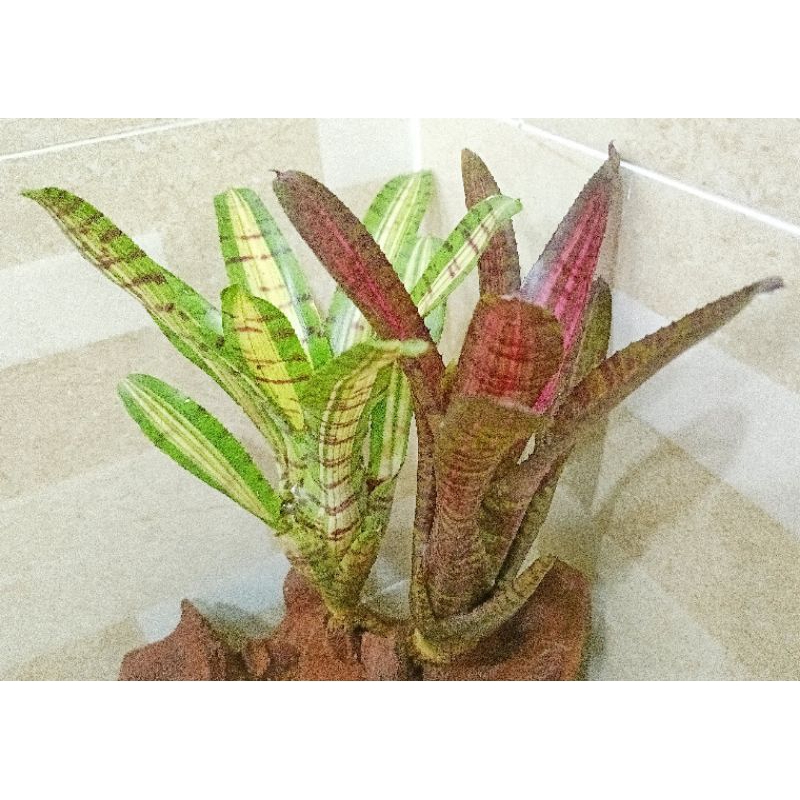 Mini Bromeliad Neoregelia Combo Set of 2 (Palmares + Star Blast or Star ...