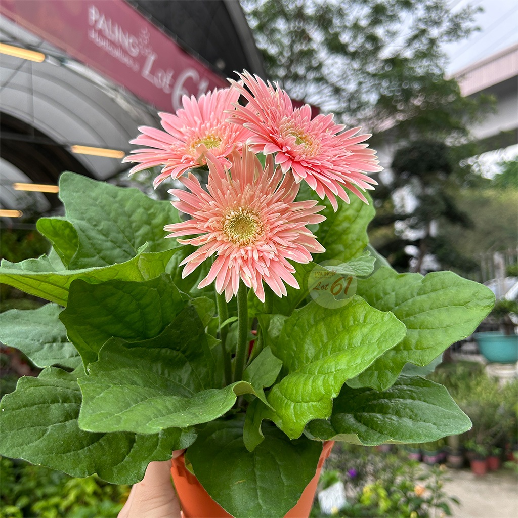 [Paling Horticulture Sdn Bhd] Pokok Gerbera Daisy 非洲菊 | Pokok Bunga ...