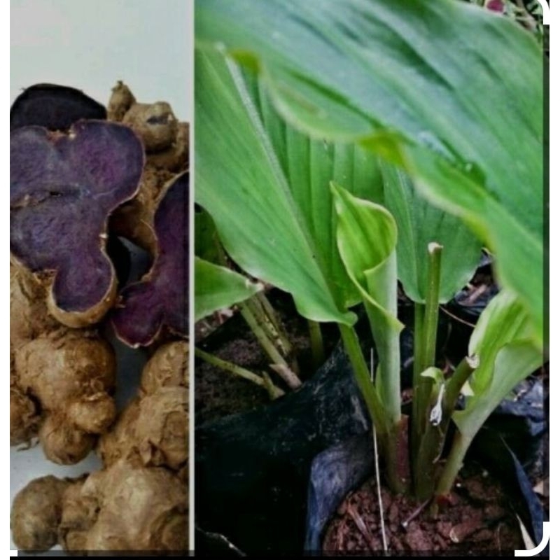 kunyit hitam/black turmeric☘️real plant ☘️by Endermik Borneo | Shopee ...
