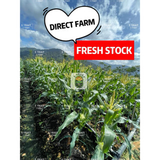 [PRE-ORDER | 预购] 6-10 PCS | Grade A/AA/AAA | Cameron Highlands Sweet ...
