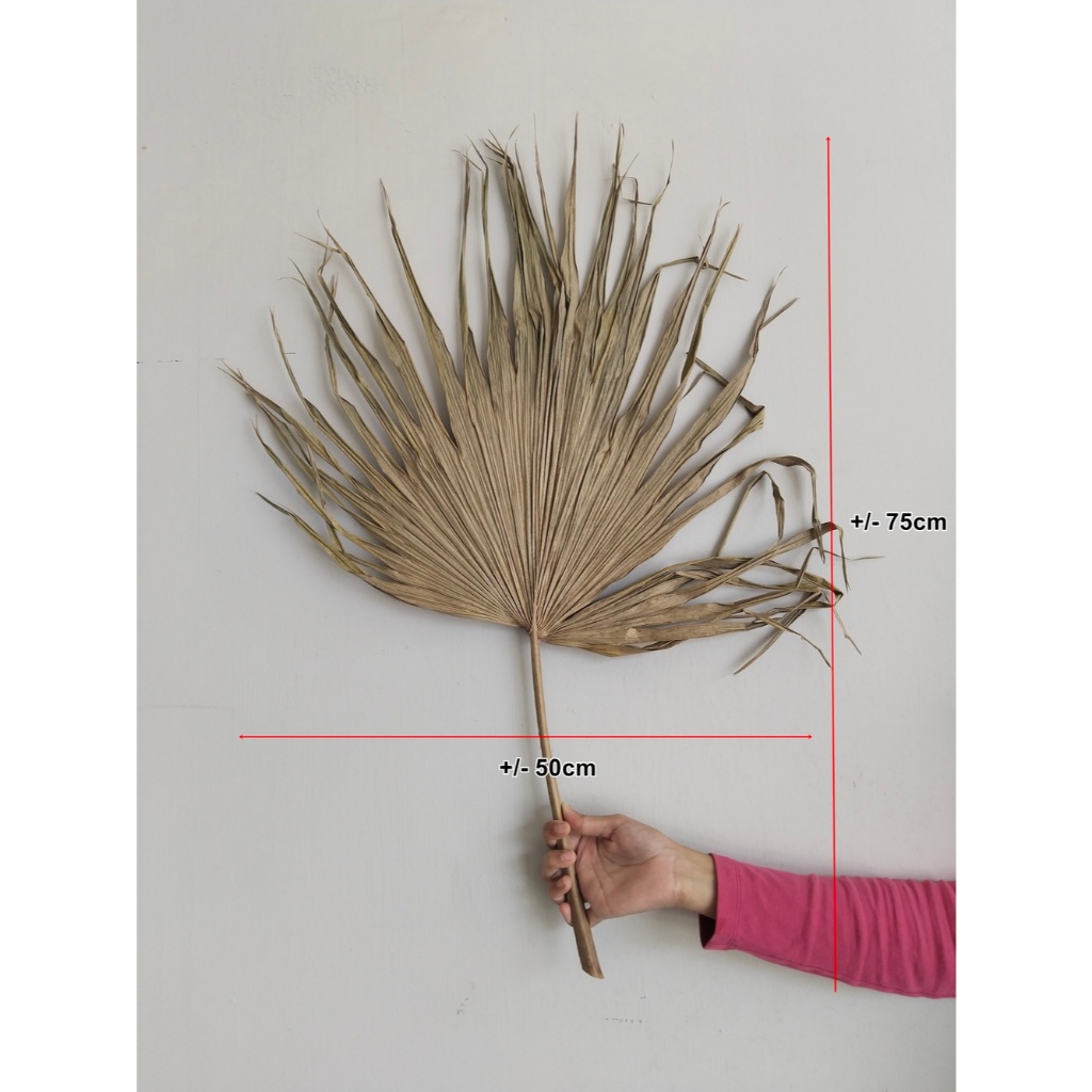 Daun Kipas Palma Kering Bunga Kering Hiasan Pelamin | Dry Leaves Pampas ...