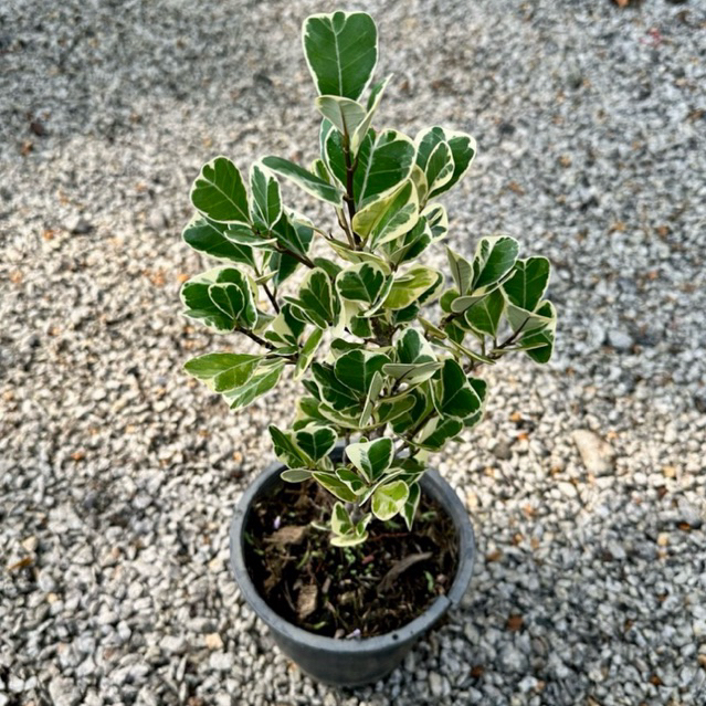🔥OUTDOOR🔥 MAS COTEK BATIK / Variegated Ficus Deltoidea / Live Plants ...