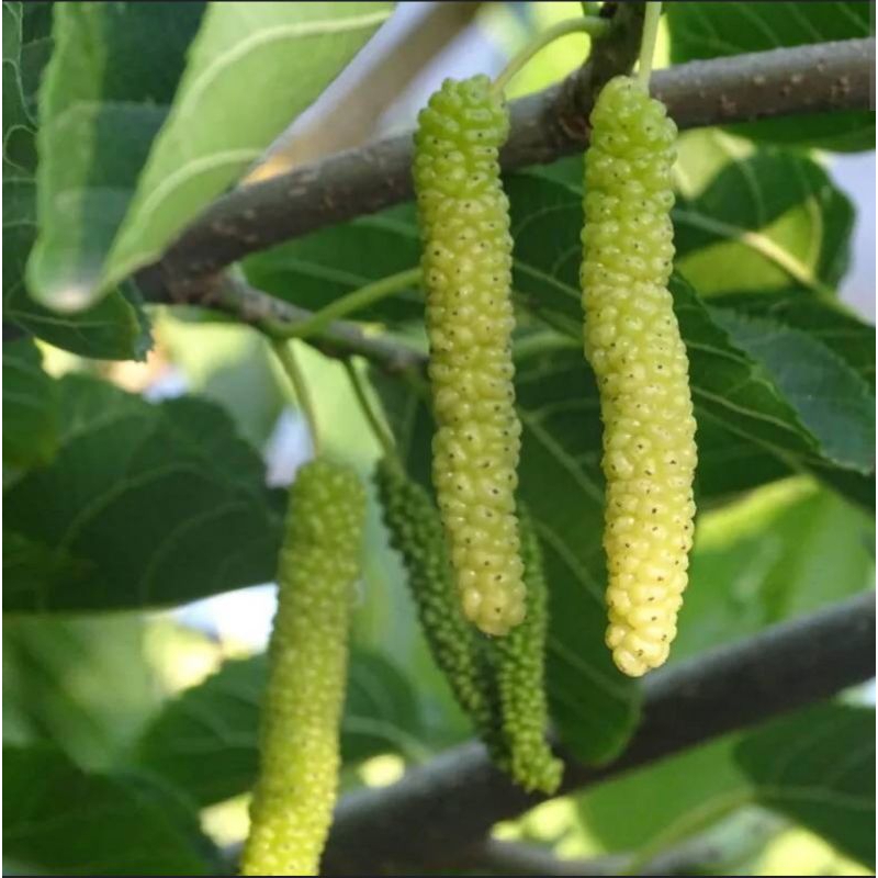 Keratan Batang Mulberry Long white | Shopee Malaysia