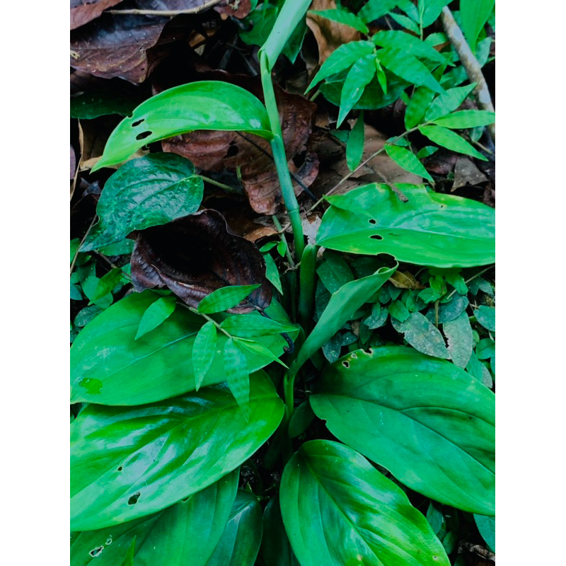 Goodyera Grandis/Bunga hutan | Shopee Malaysia