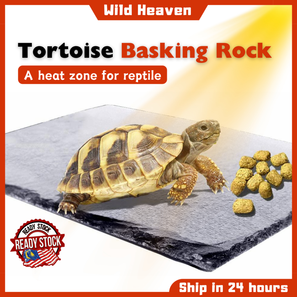 Tortoise Rock Basking Platform Basin Reptile Tortoise Plate Slate Food ...