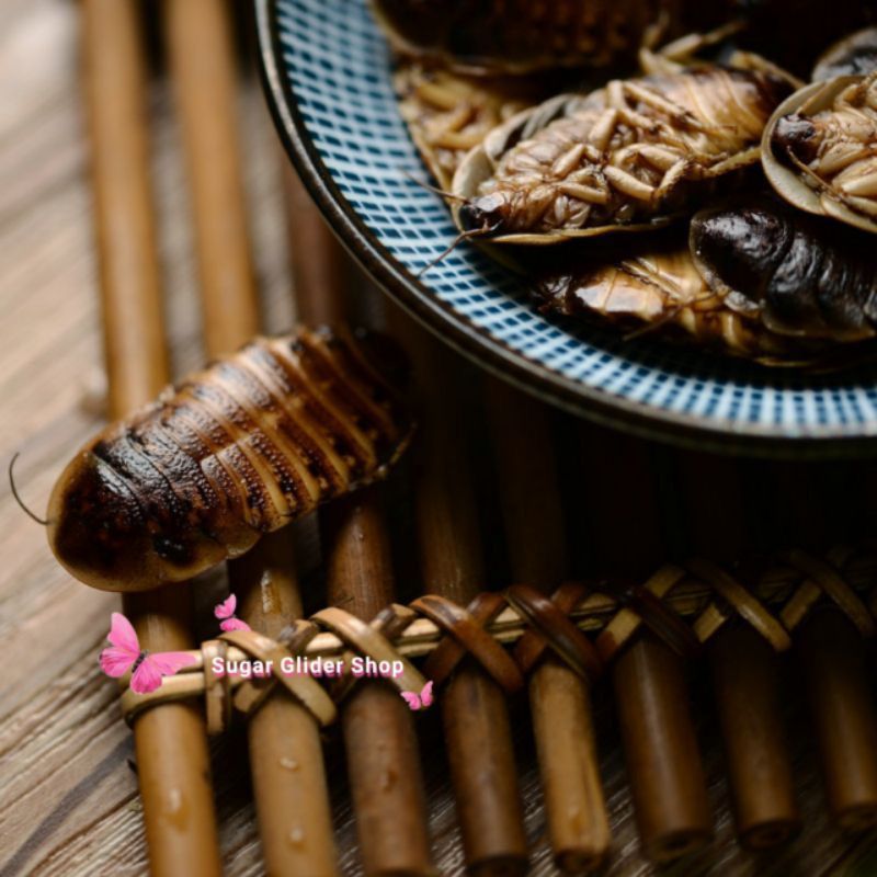 Dubia Cockroach / Phoenix Worm / Super Worm / Mealworm / Silkworm 杜比亚 ...