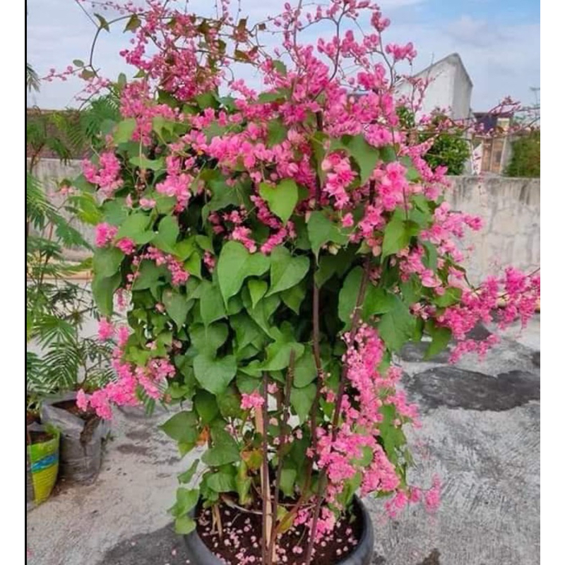 POKOK AIR MATA PENGANTIN PINK / PUTIH | Shopee Malaysia