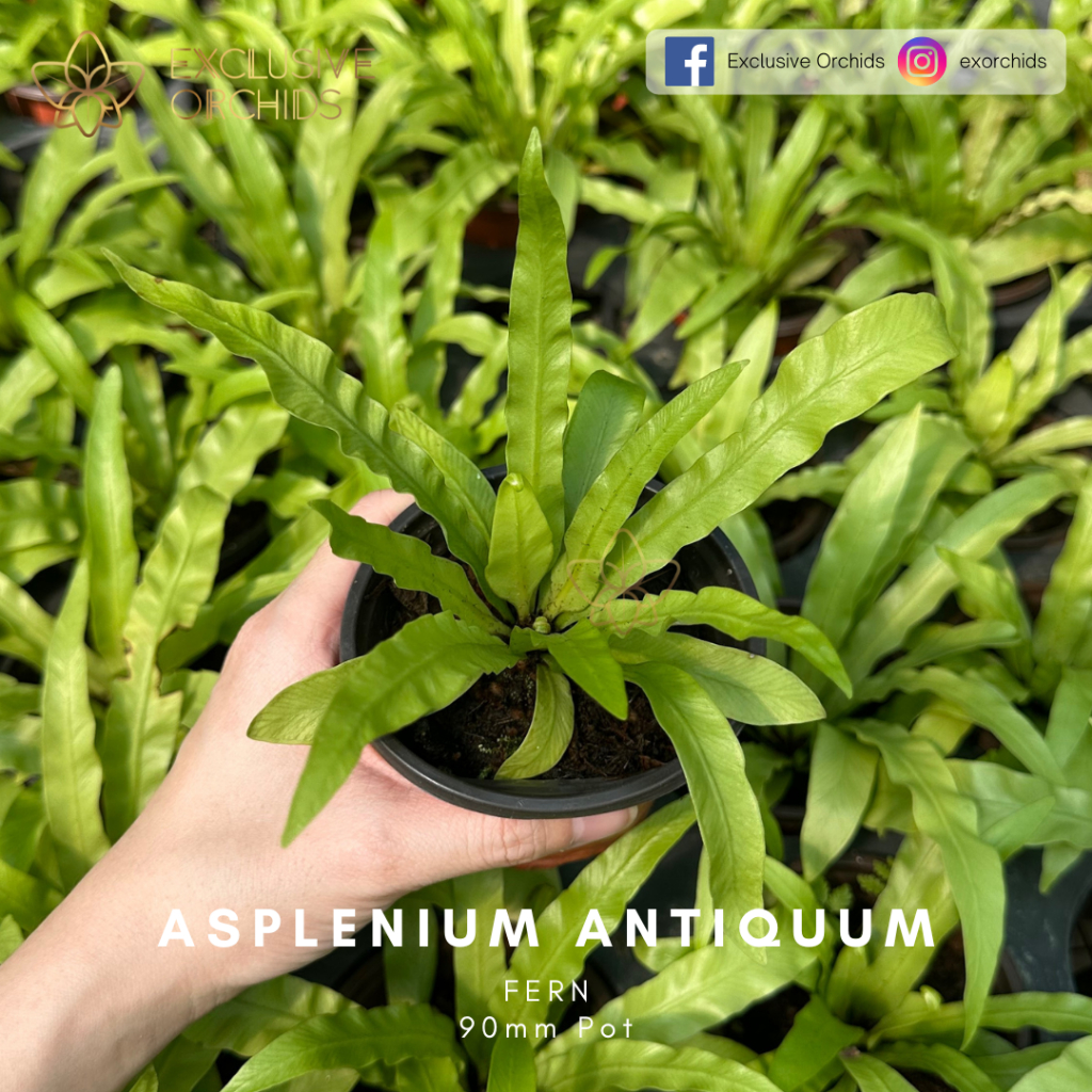 [EOT] Asplenium Antiquum, 90mm pot【Fern | Planted and grow in Malaysia ...