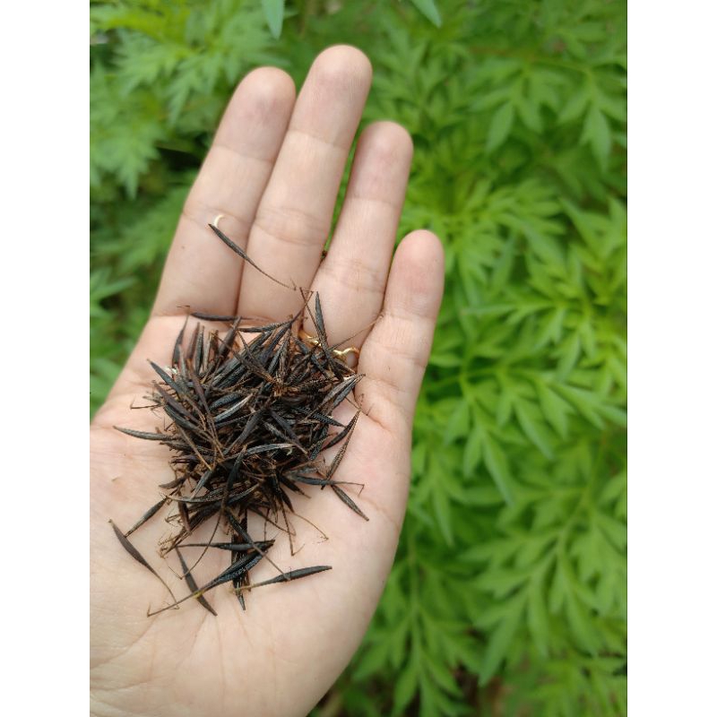 Biji benih Ulam raja 30pcs/pack | Shopee Malaysia