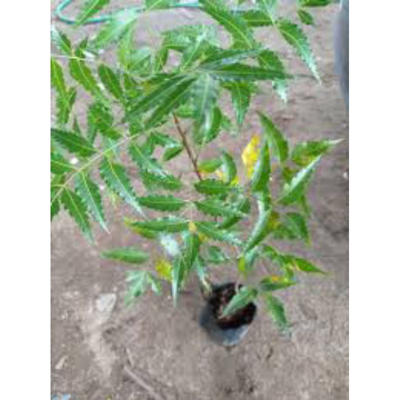 Pokok Semambu/Tradisional | Shopee Malaysia