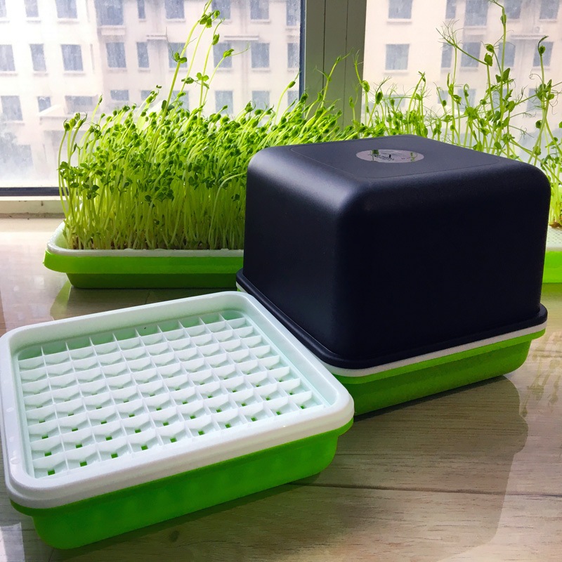 Peanut Sprout Microgreen 4 Piece Set Planter Box | Shopee Malaysia