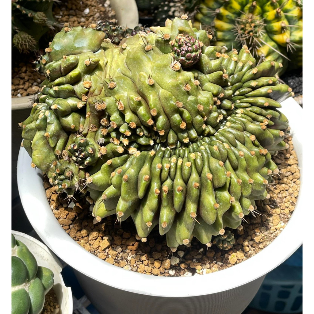 CACTUS KILIMANJARO (OFFSETS FROM CRISTATA LANDED MOTHER PLANT) | Shopee ...
