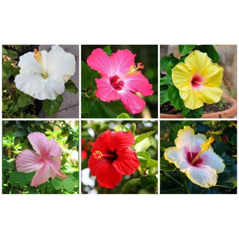 Anak Pokok Bunga Raya Pelbagai Warna | Shopee Malaysia