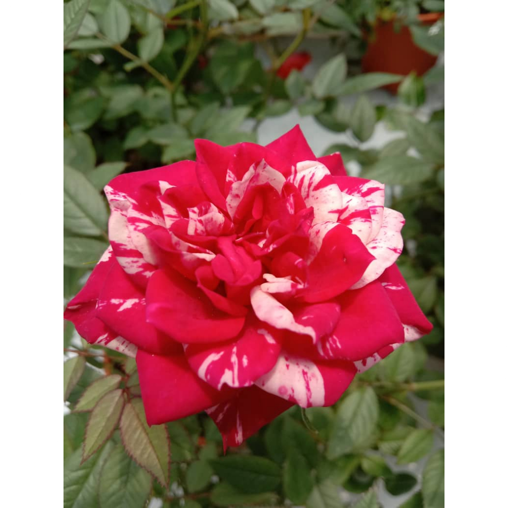 Pokok Bunga Rose (Mini Rose) | Shopee Malaysia