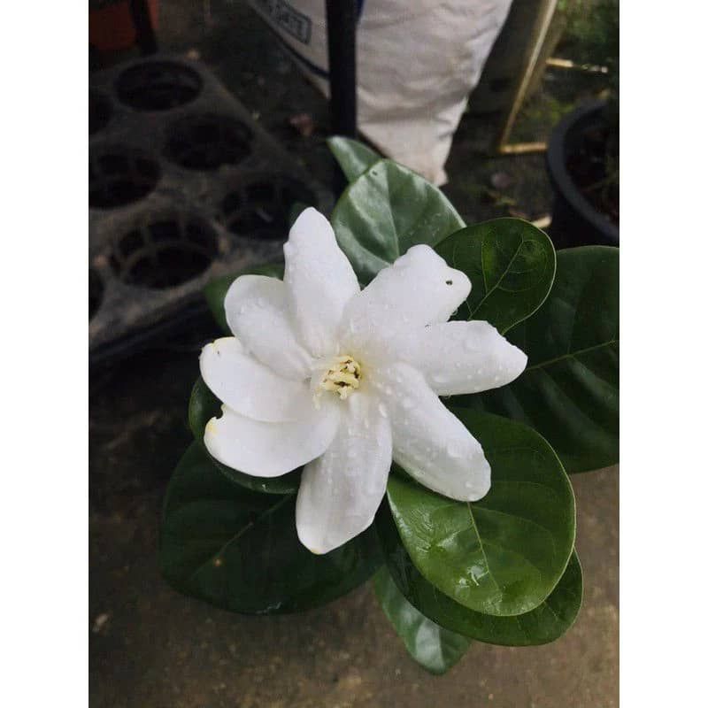 Anak Pokok Bunga Gardenia Putih/Bunga Cina Daun Besar/Harum | Shopee ...