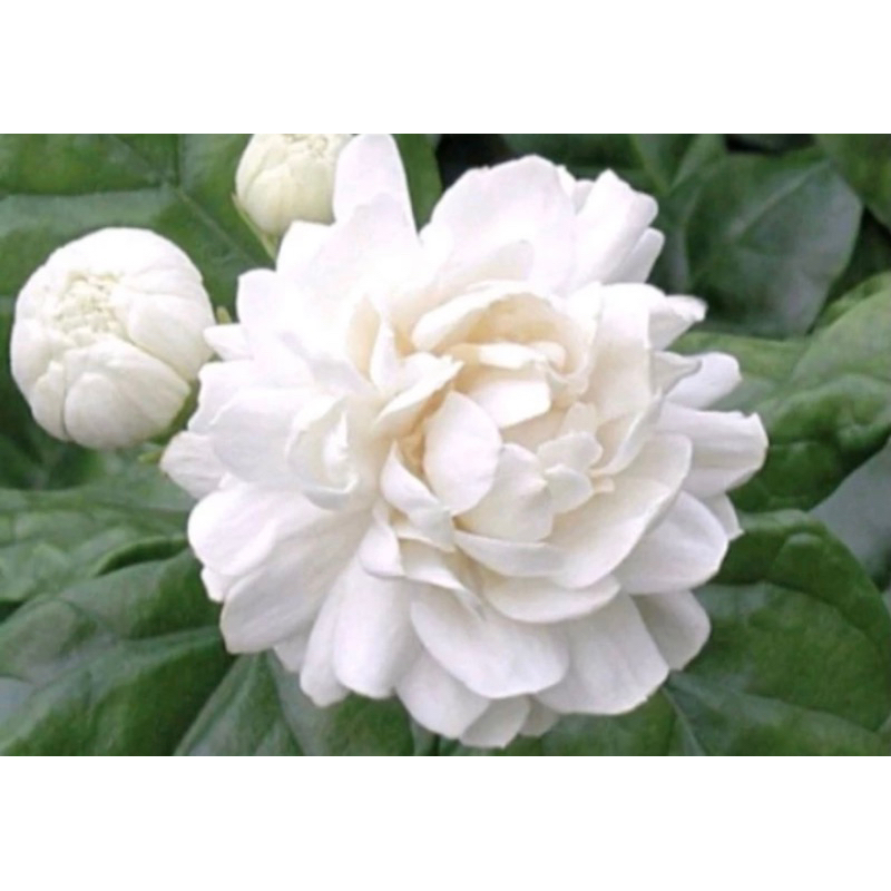 pokok BUNGA melur susun harum wangi / melur rose / jasminum sambac ...