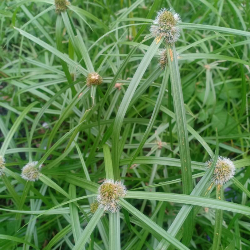 RUMPUT MATA LALAT / PENDUL • 1K BIJI BENIH • | Shopee Malaysia