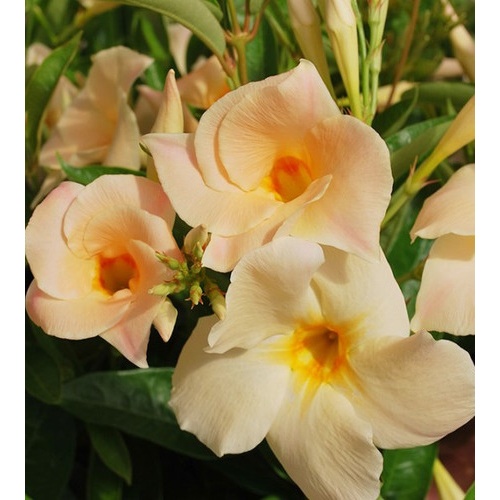 Pokok Bunga Mandevilla Peach/Sun Parasol Apricot | Shopee Malaysia