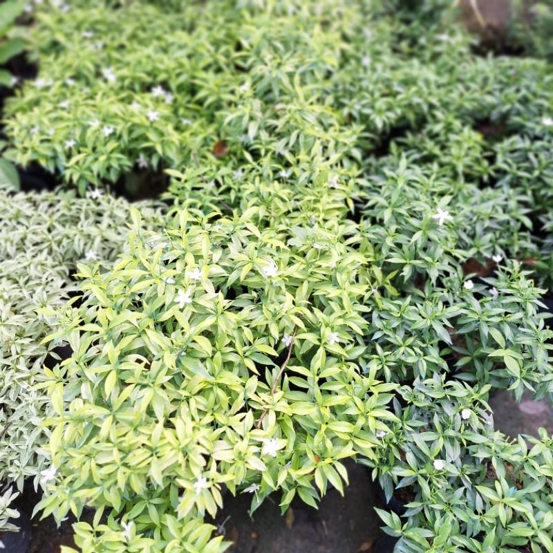 FTH " Pokok jeliti / kuning/ varigated/ hijau / pokok hijau / tahan ...