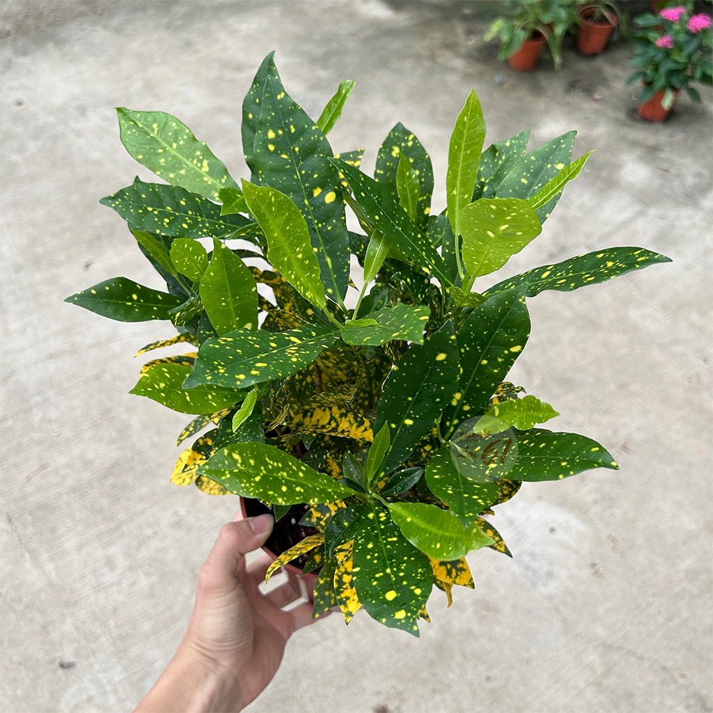 [Paling Horticulture Sdn Bhd] Pokok Puding Kuning | Codiaeum Yellow ...