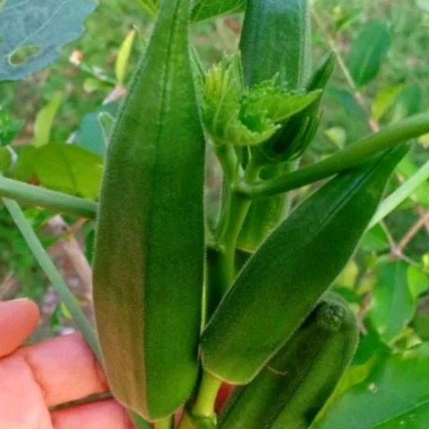 5 pcs benih bendi jambak/bendi hijau/buah lebat/green okra/benih sayur ...