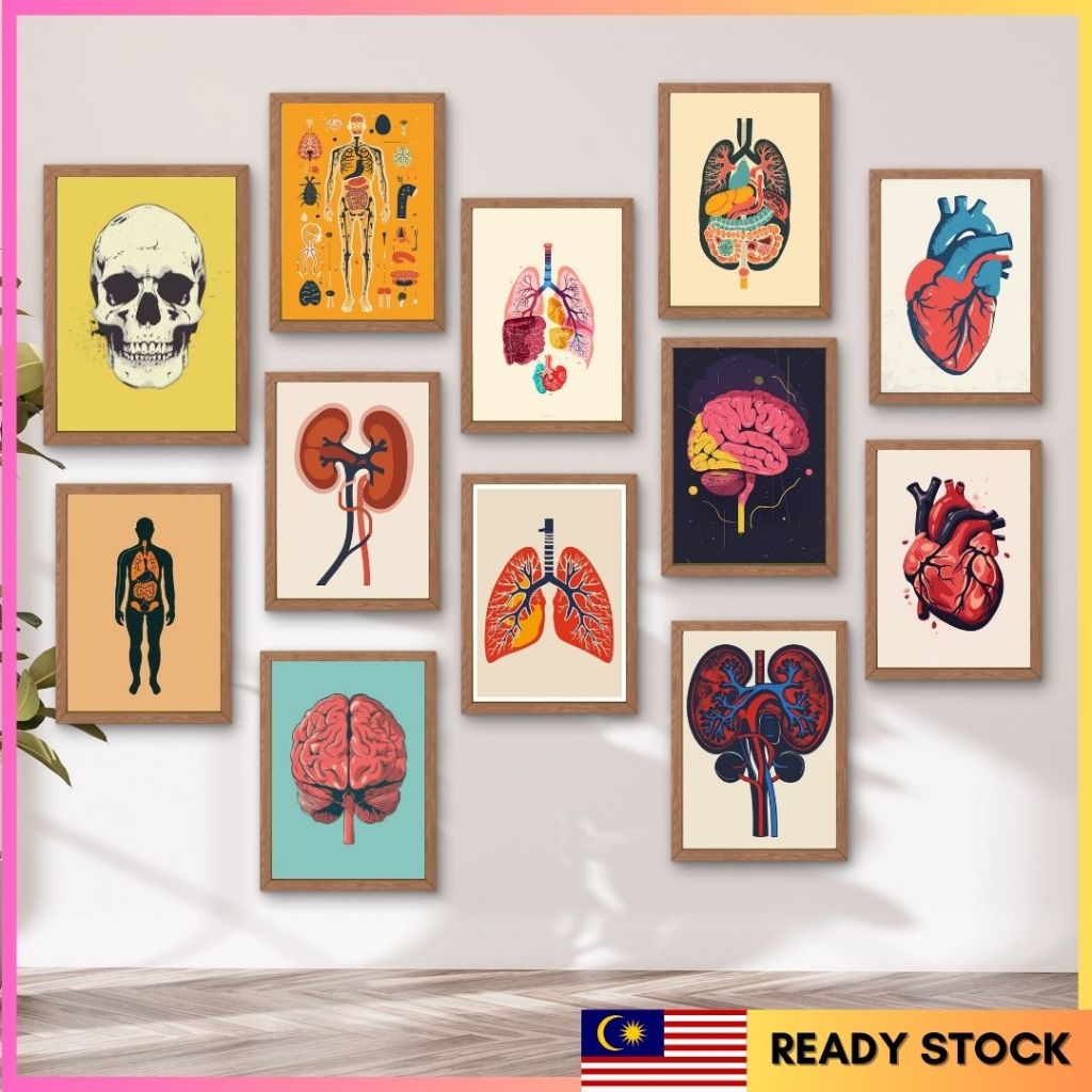 Minimalist Biology Human Organs Medical Clinic Doctor Office Laminated ...