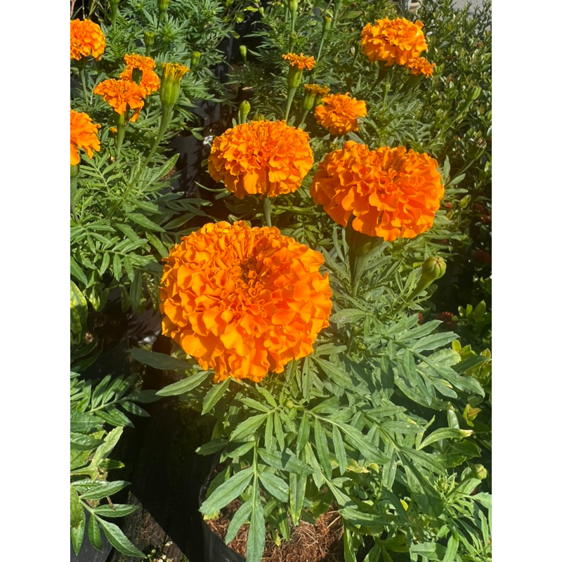 Bunga Taik Ayam @ Marigold Oren | Shopee Malaysia