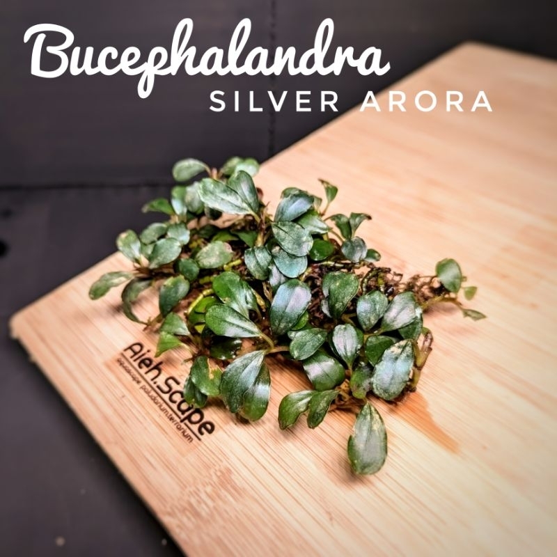 [BUY 4 FREE 1] Bucephalandra Silver Arora (mini clump) aquatic plant ...
