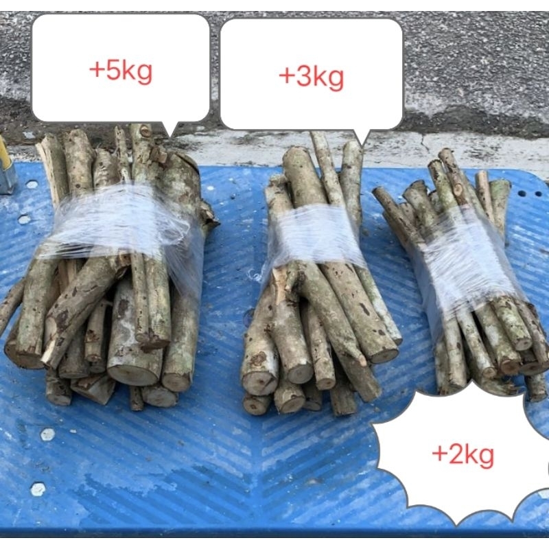 Kayu Camping (Pokok Leban Asli) | Shopee Malaysia