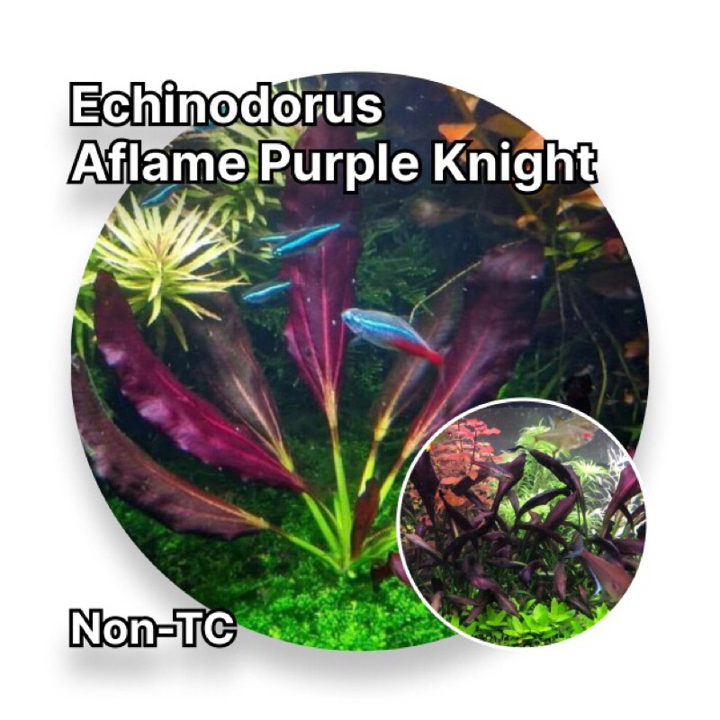 RARE | Non-TC Echinodorus Aflame Purple Knight (Aquatic Plant) | Shopee ...
