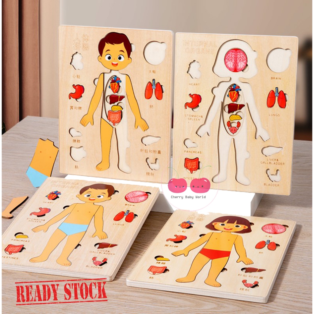 Human Body Structure Organs Anatomy Wooden Puzzle Toy Educational Toy ...
