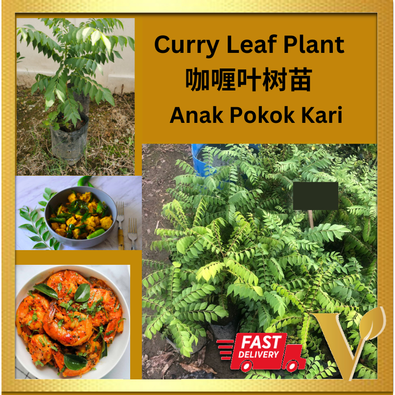 【Real Plant / Live Plant / Pokok Hidup】Curry Leaf Plant 咖喱叶树苗 Anak ...
