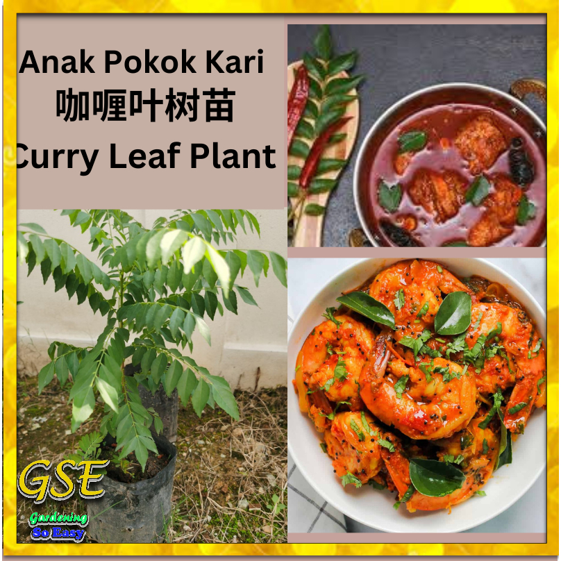 【Real Plant / Live Plant / Pokok Hidup】Curry Leaf Plant Anak Pokok Kari ...