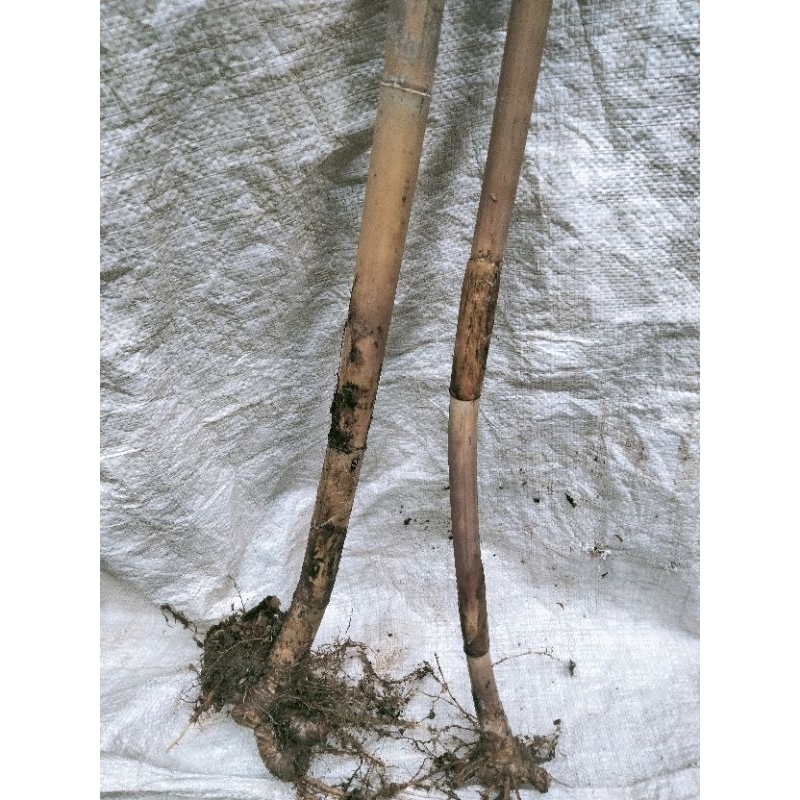 Anak pokok /Keratan buluh lemang kuning berakar/lemang kuning/Sacred ...