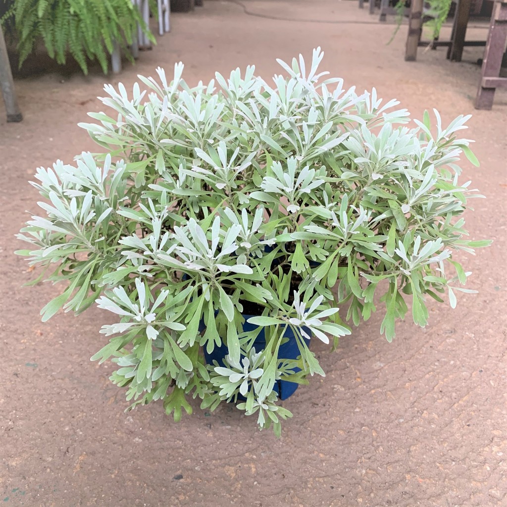 Crossostephium Chinese Wormwood real live plant 芙蓉菊 anak pokok tumbuhan ...
