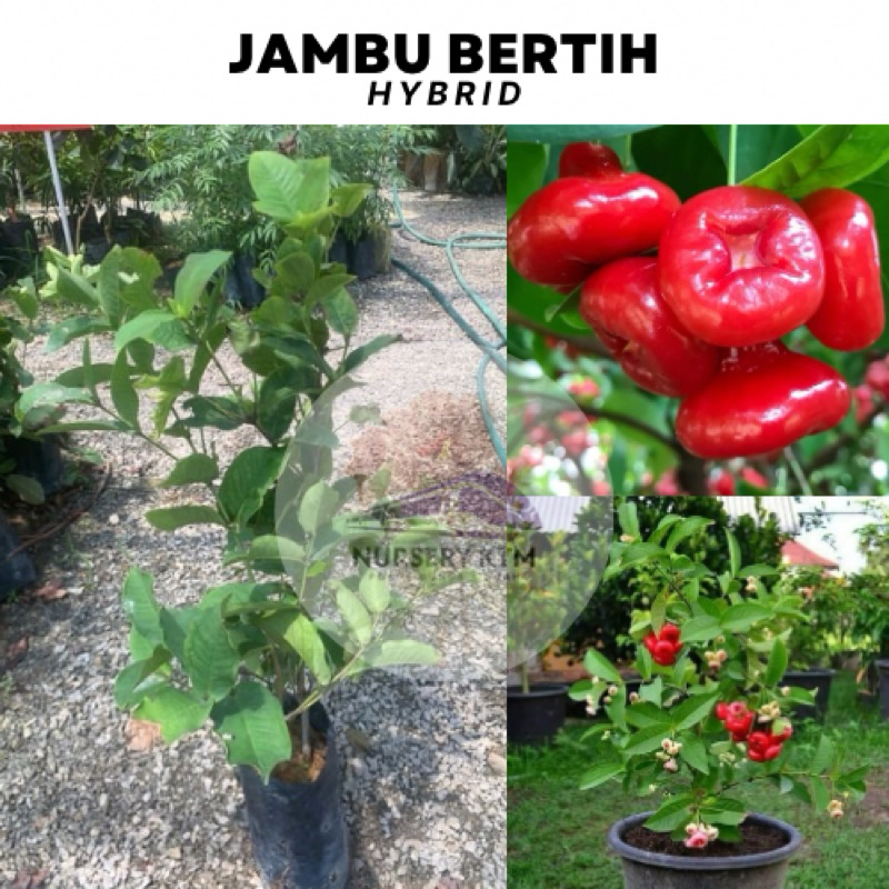 Pokok jambu bertih merah cepat berbuah (hybrid) | Shopee Malaysia