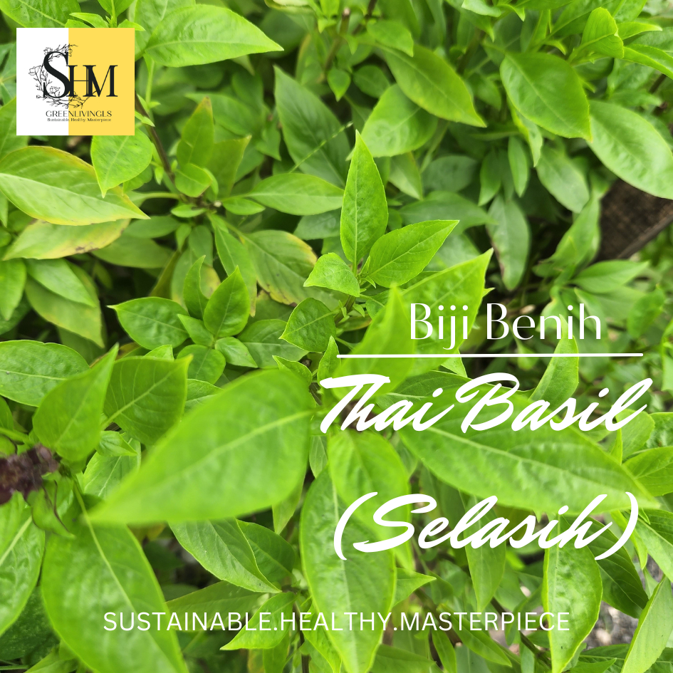 Biji Benih Thai Basil (Selasih) | Shopee Malaysia