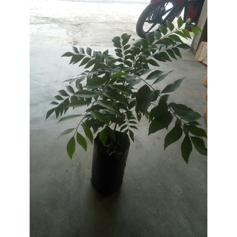 Pokok Kari Thailand / curry tree | Shopee Malaysia